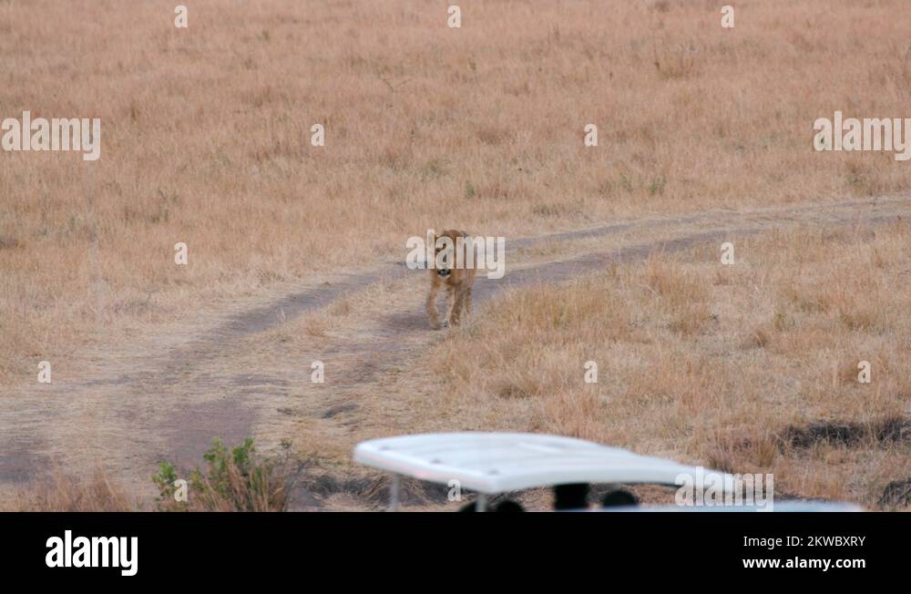 Maasai lion track Stock Videos & Footage - HD and 4K Video Clips - Alamy