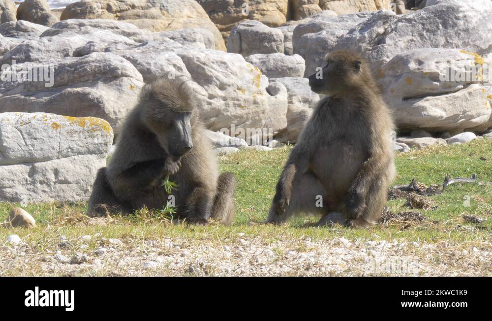 Chacma Baboons along the coast of the Atlantic ocean Stock Video Footage - Alamy