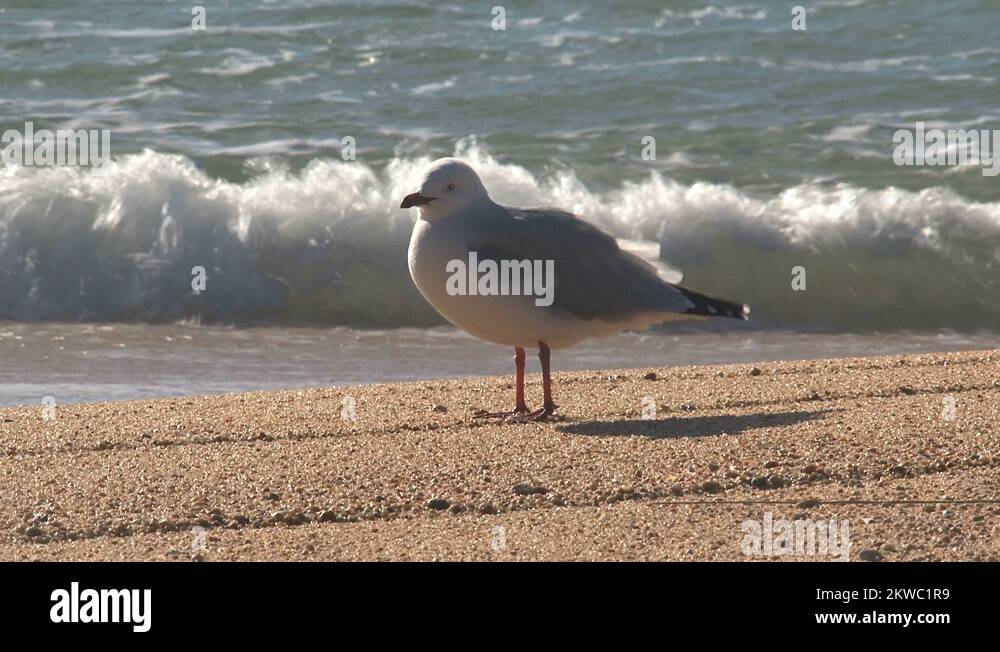 Gull new zealand Stock Videos & Footage - HD and 4K Video Clips - Alamy