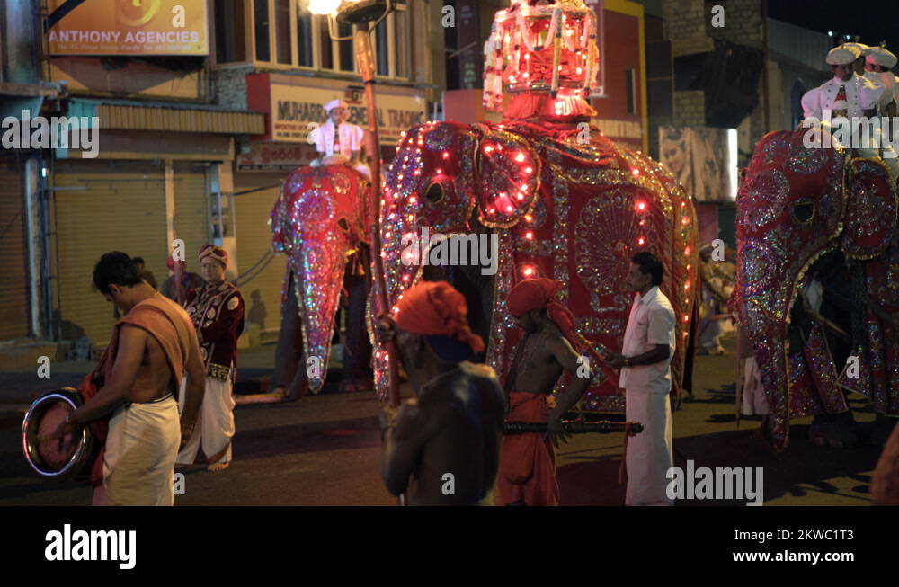Kandy elephants Stock Videos & Footage - HD and 4K Video Clips - Alamy