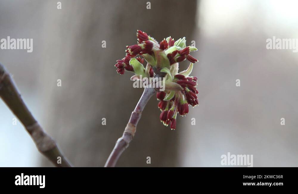 Little buds Stock Videos & Footage - HD and 4K Video Clips - Alamy