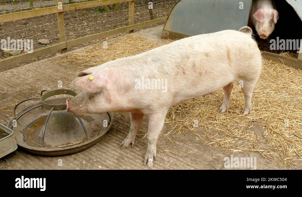 Pig farming british Stock Videos & Footage - HD and 4K Video Clips - Alamy