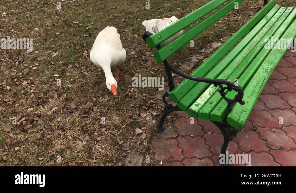Dangerous goose Stock Videos & Footage - HD and 4K Video Clips - Alamy