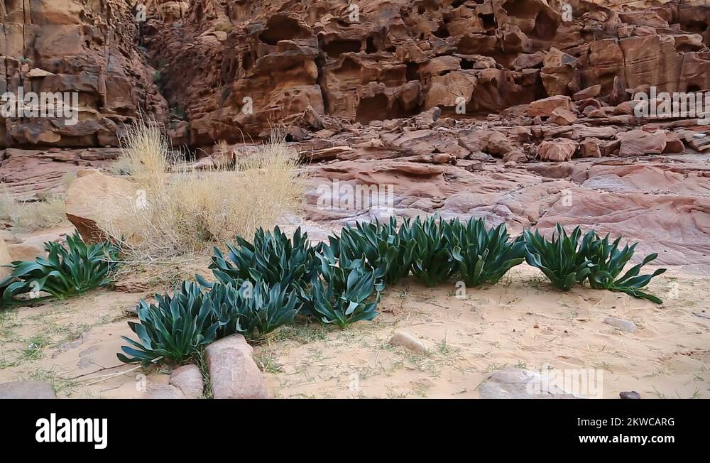 Jordan wadi rum plant Stock Videos & Footage - HD and 4K Video Clips ...