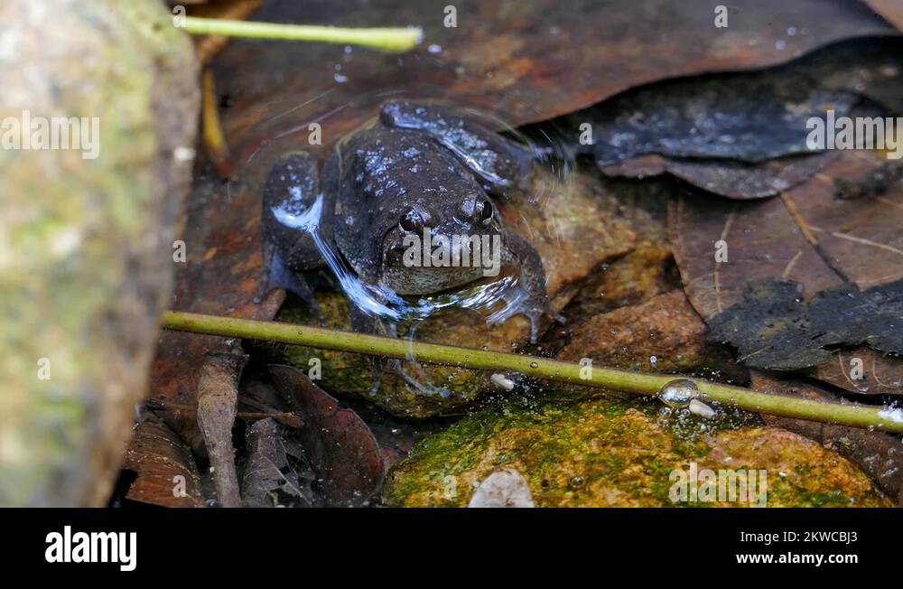 Amphibian toad giant Stock Videos & Footage - HD and 4K Video Clips - Alamy
