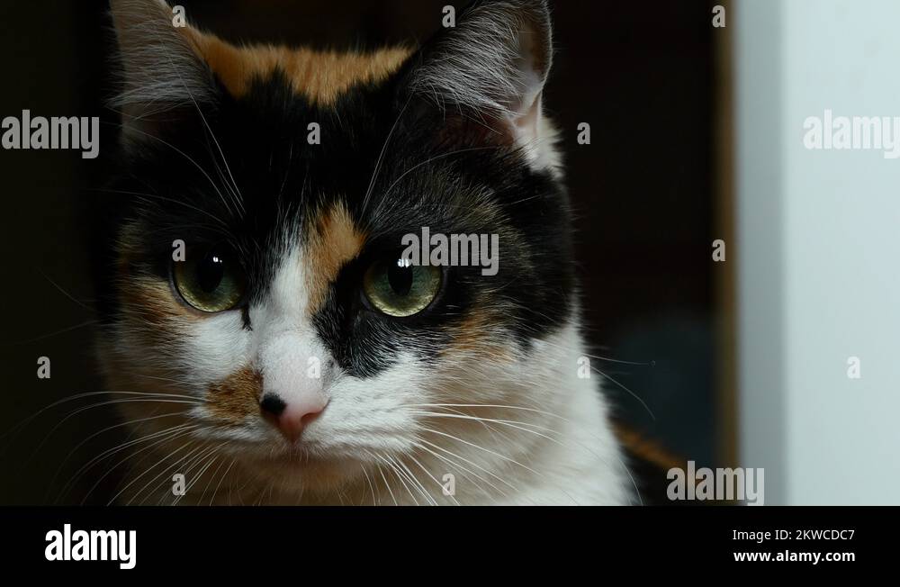 Mottled look Stock Videos & Footage - HD and 4K Video Clips - Alamy