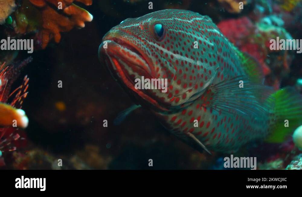 Grouper Anyperodon leucogrammicus Stock Video Footage - Alamy