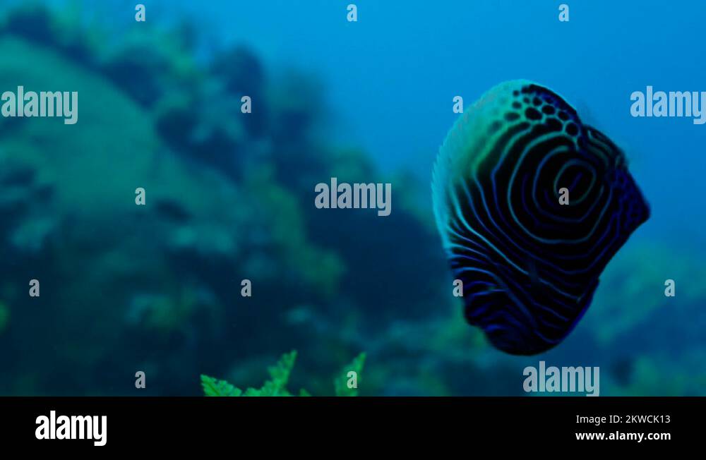 Underwater view of emperor angelfish Stock Videos & Footage - HD and 4K ...