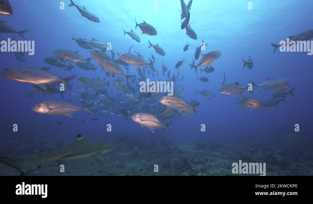 Big eye jack Stock Videos & Footage - HD and 4K Video Clips - Alamy