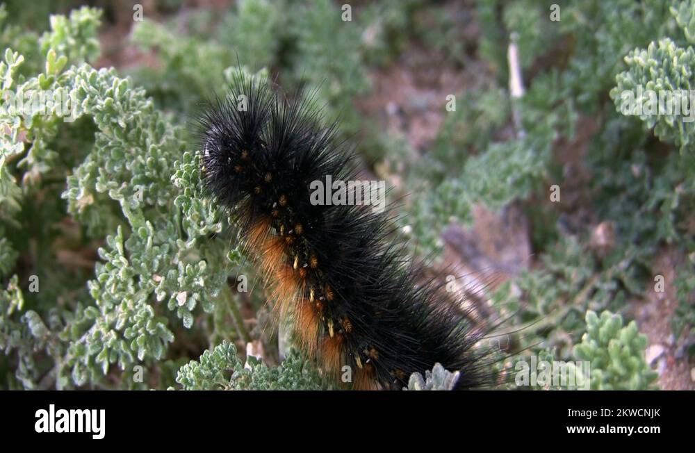 Woolly worm Stock Videos & Footage - HD and 4K Video Clips - Alamy
