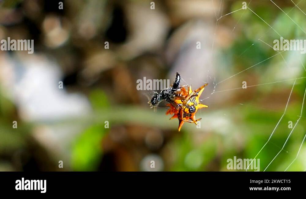 Spider battle Stock Videos & Footage - HD and 4K Video Clips - Alamy