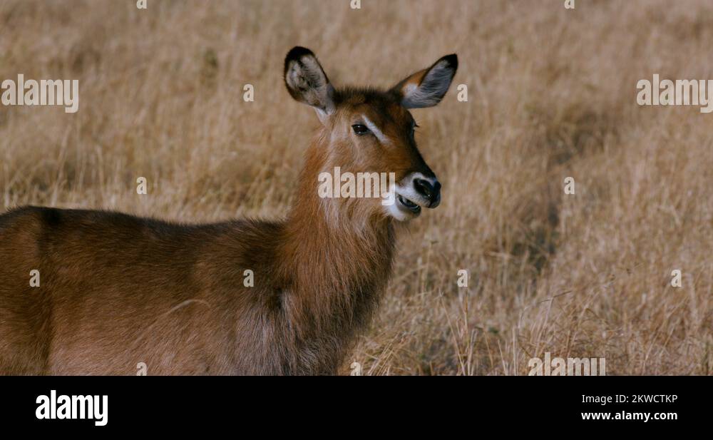 FEMALE WATERBUCK CHEWING MAASAI MARA KENYA AFRICA Stock Video Footage ...
