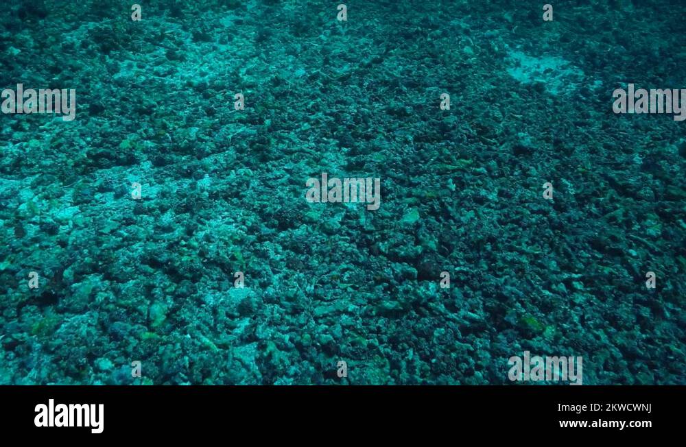 Coral bleaching dead coral reef Stock Videos & Footage - HD and 4K ...