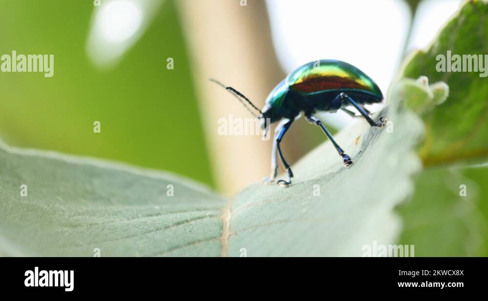 Green biome Stock Videos & Footage - HD and 4K Video Clips - Alamy