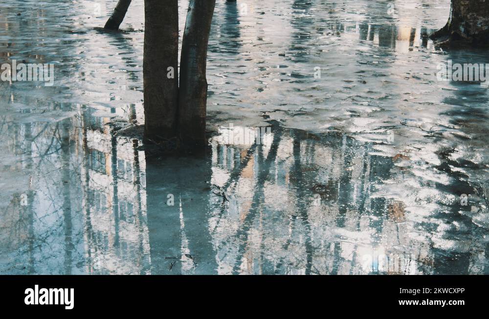 Unrecognisable kids walks on melting ice water puddles under trees in ...