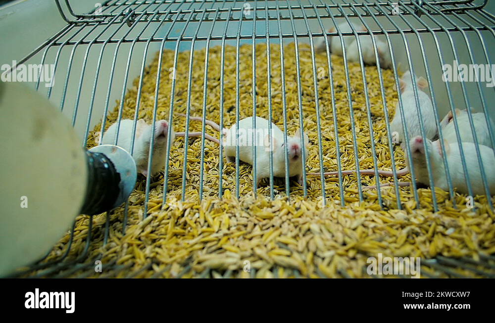 White mice cage Stock Videos & Footage - HD and 4K Video Clips - Alamy