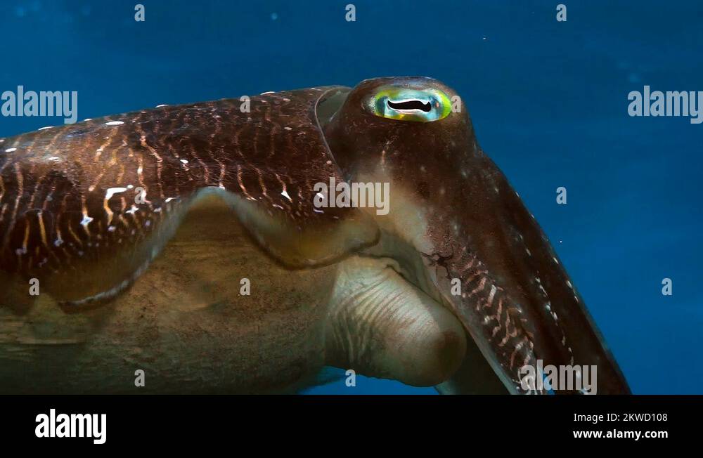 Cuttlefish species Stock Videos & Footage - HD and 4K Video Clips - Alamy