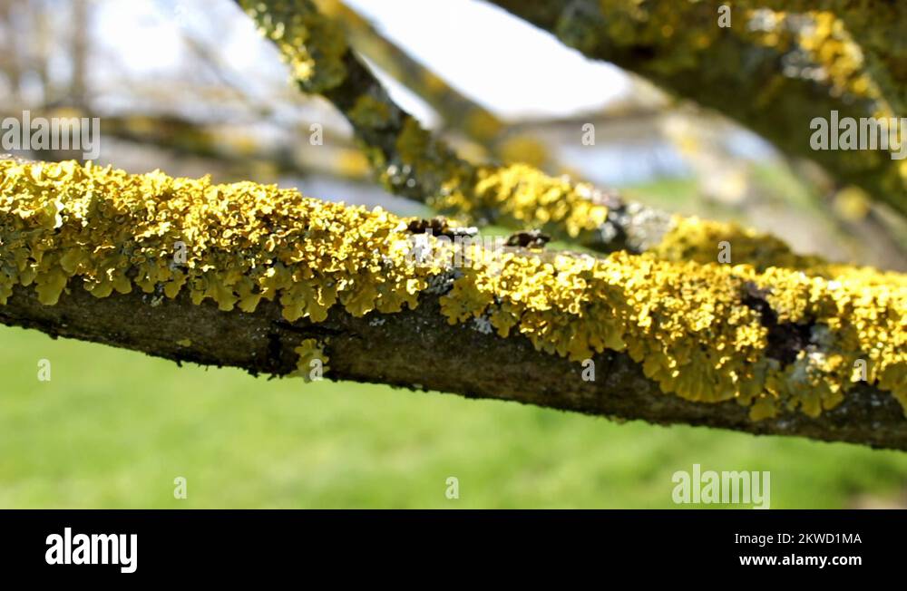 Sick mushroom Stock Videos & Footage - HD and 4K Video Clips - Alamy