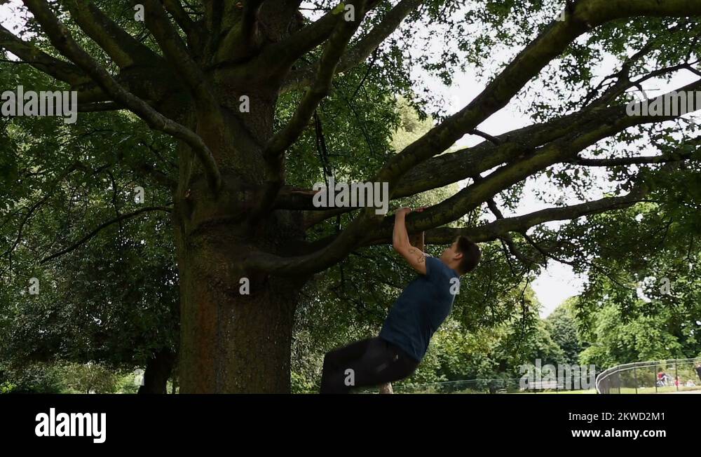 Man up tree Stock Videos & Footage - HD and 4K Video Clips - Alamy