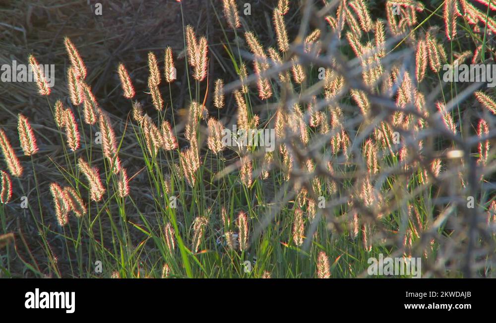 African spiky bush Stock Videos & Footage - HD and 4K Video Clips - Alamy