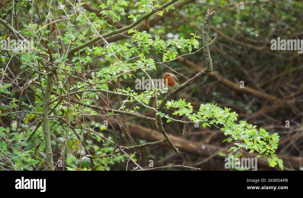 Brood pair Stock Videos & Footage - HD and 4K Video Clips - Alamy