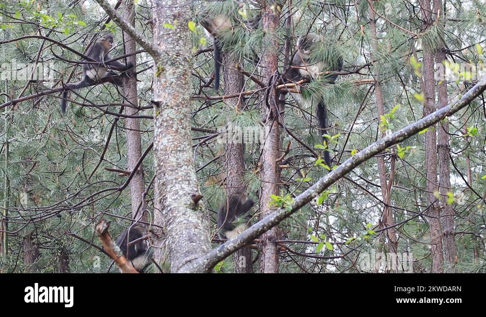 Yunnan Black Snub-Nosed Monkey (Rhinopithecus Bieti Stock Video Footage ...