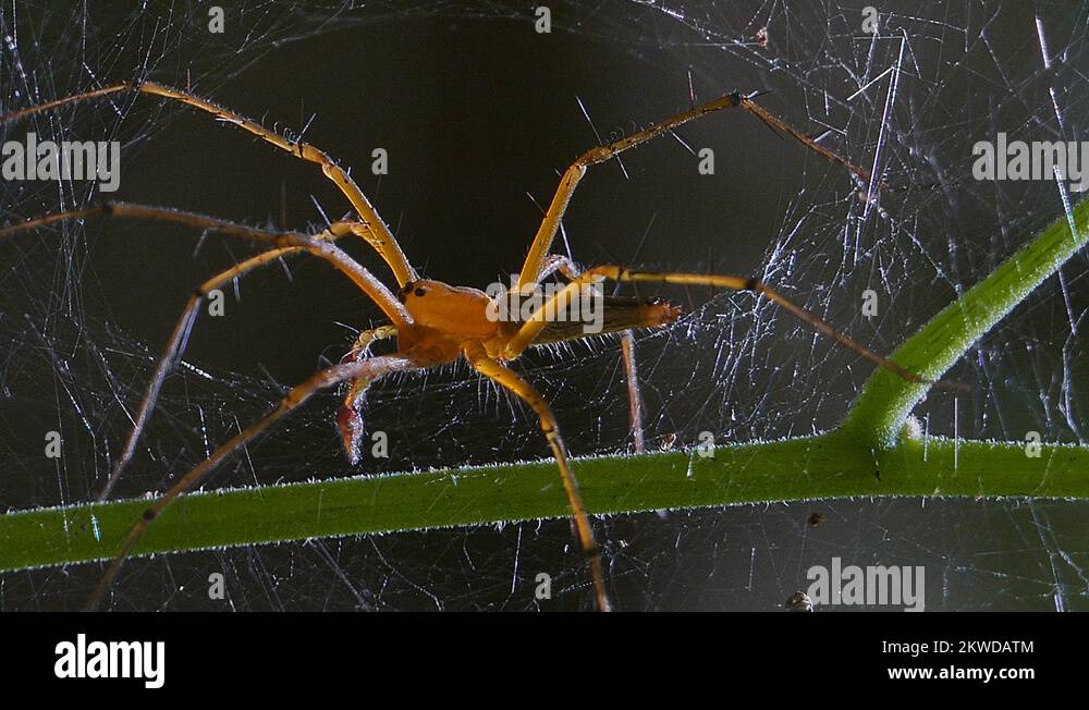 Spider instinct Stock Videos & Footage - HD and 4K Video Clips - Alamy