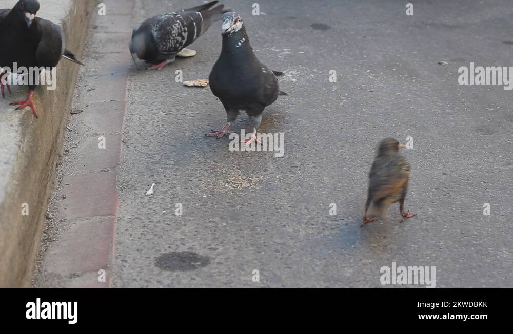 Bossy animal Stock Videos & Footage - HD and 4K Video Clips - Alamy