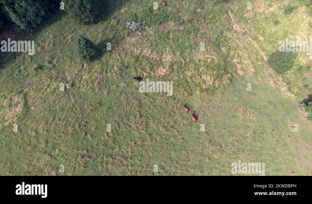 Cattle tracking Stock Videos & Footage - HD and 4K Video Clips - Alamy