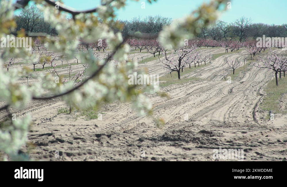 Cherry series Stock Videos & Footage - HD and 4K Video Clips - Alamy