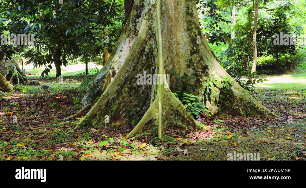Children playing around tree Stock Videos & Footage - HD and 4K Video ...