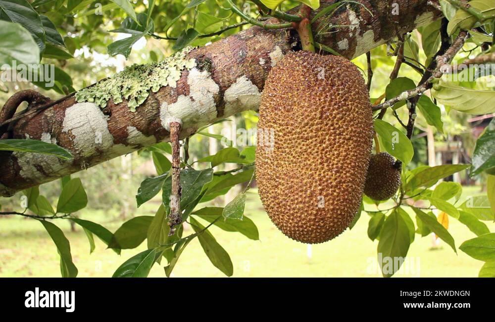 Guanabana Stock Videos & Footage - HD and 4K Video Clips - Alamy