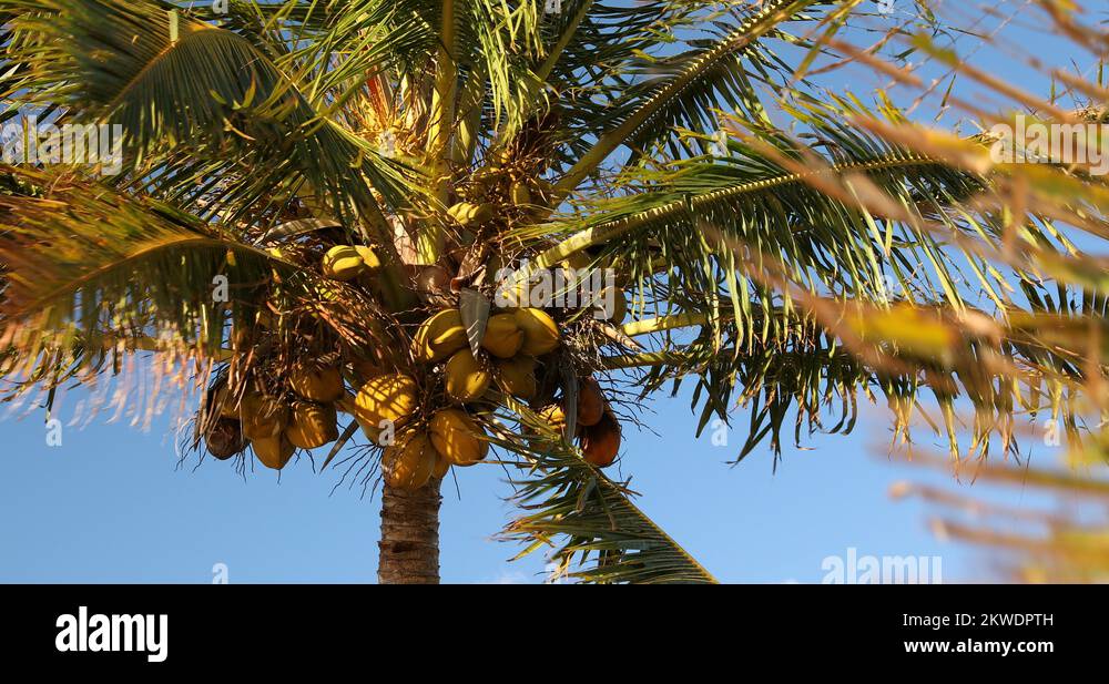 Florida coconut palm trees Stock Videos & Footage - HD and 4K Video ...