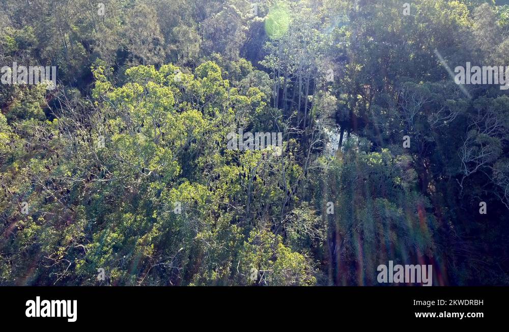 Sleep tree Stock Videos & Footage - HD and 4K Video Clips - Alamy