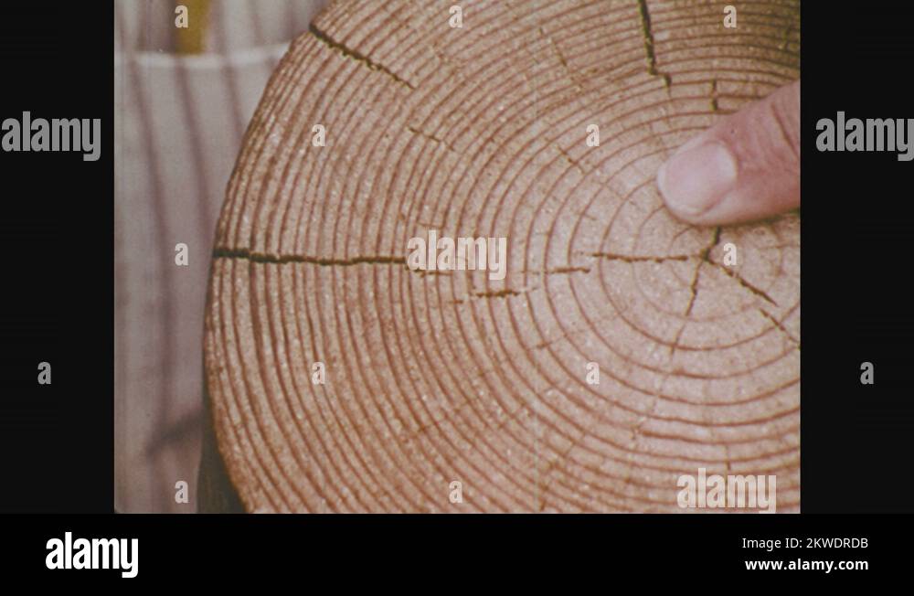 Tree core sample Stock Videos & Footage - HD and 4K Video Clips - Alamy