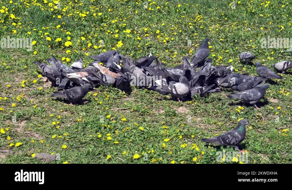 The fly in the loaf Stock Videos & Footage - HD and 4K Video Clips - Alamy
