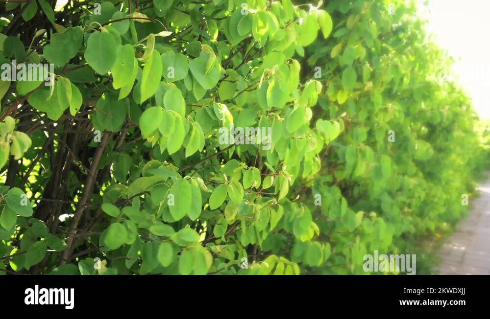 Beautiful bushes Stock Videos & Footage - HD and 4K Video Clips - Alamy