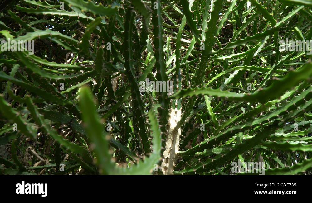 Tree like cactus Stock Videos & Footage - HD and 4K Video Clips - Alamy