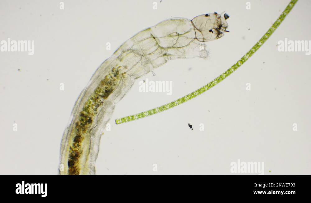 Larvae of chironomids or non-biting midges through a microscope Stock ...
