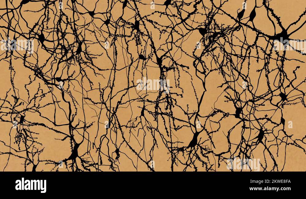 Cortex nerve cells Stock Videos & Footage - HD and 4K Video Clips - Alamy