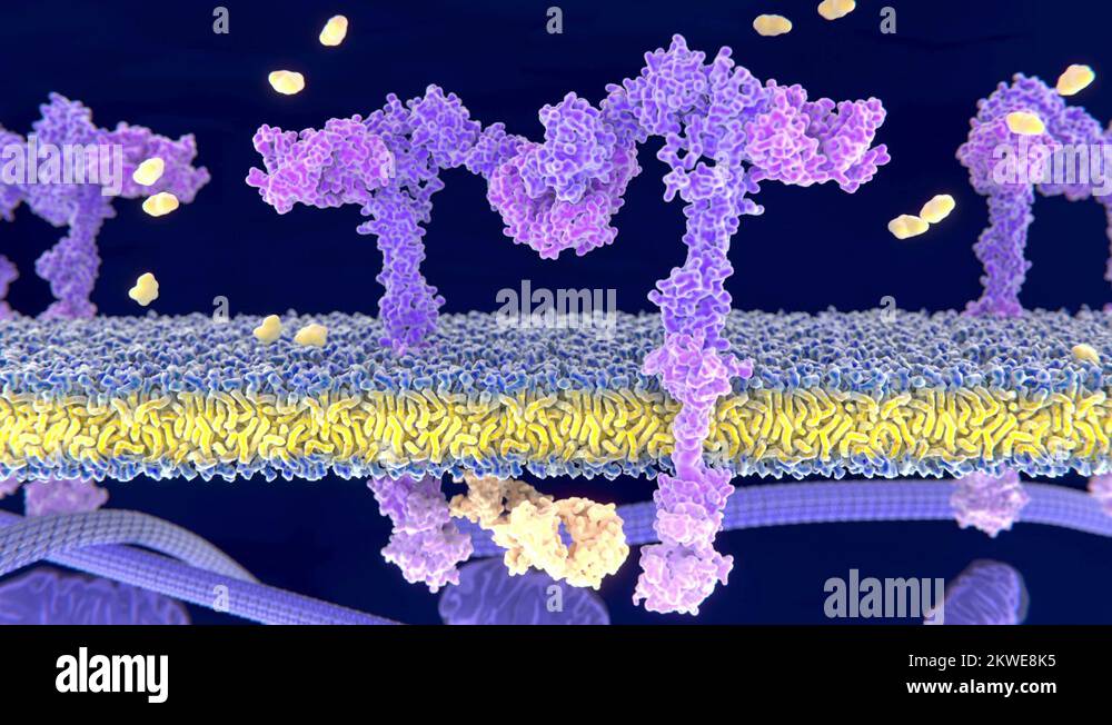 Enzyme activation Stock Videos & Footage - HD and 4K Video Clips - Alamy