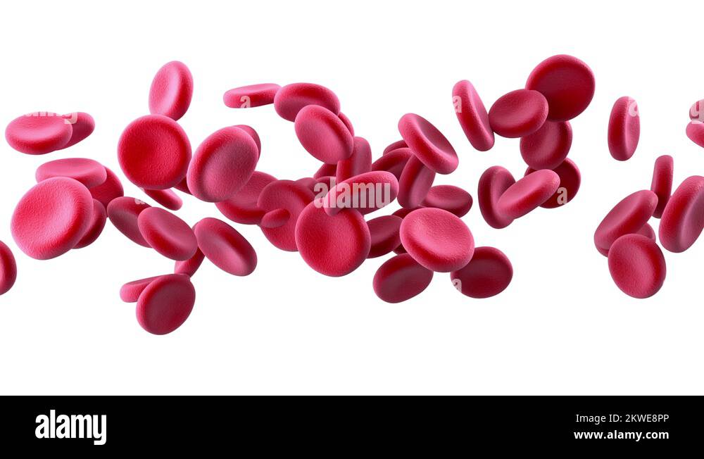 Anatomical anatomy biconcave biological biology blood cell cells Stock ...