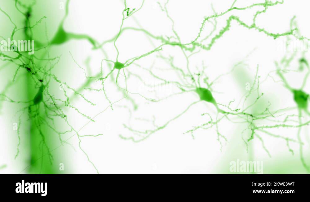 Neurons Stock Videos & Footage - HD and 4K Video Clips - Alamy