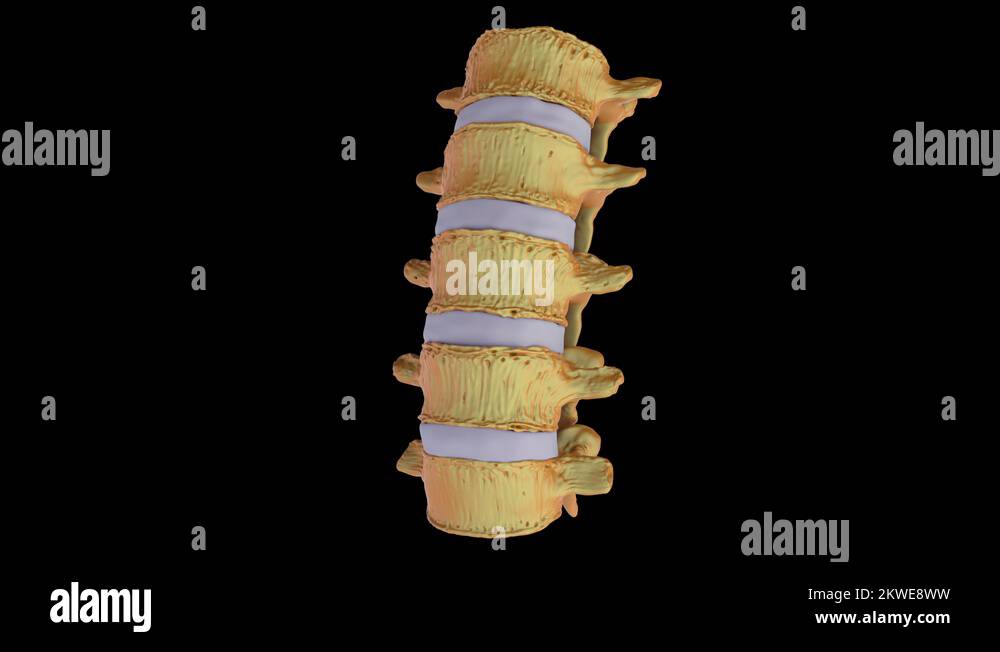 Intervertebral discs Stock Videos & Footage - HD and 4K Video Clips - Alamy