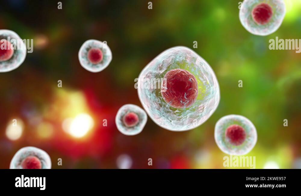 Animal cells, animation Stock Video Footage - Alamy