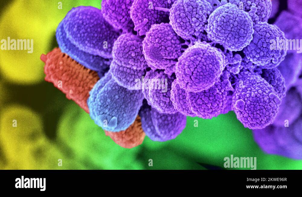 Streptococci Bacteria Stock Videos And Footage Hd And 4k Video Clips