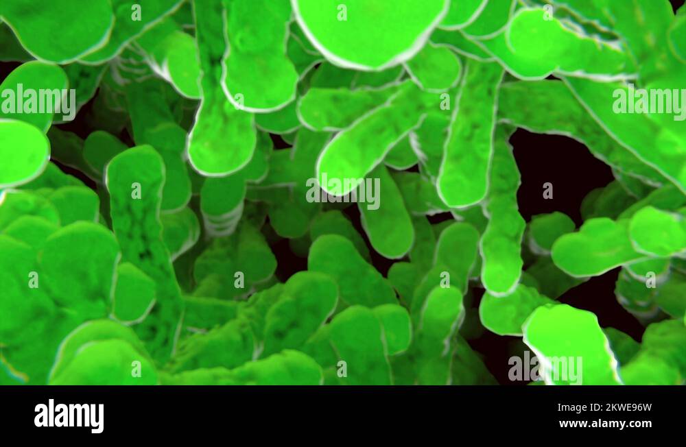 Bacterial shapes Stock Videos & Footage - HD and 4K Video Clips - Alamy
