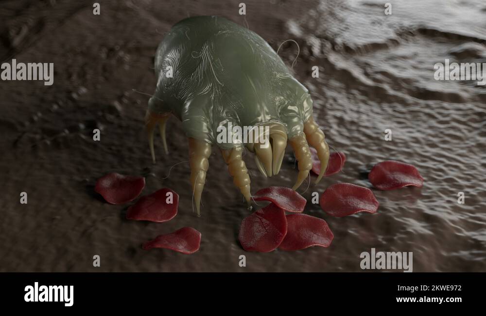 Dust mite feeding on human skin, animation Stock Video Footage - Alamy