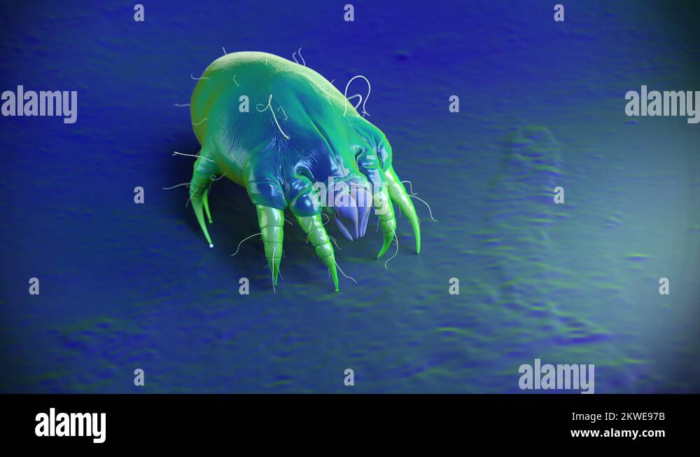 Dust mite dermatophagoides sp Stock Videos & Footage - HD and 4K Video ...