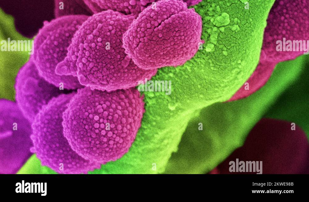 Oral microflora Stock Videos & Footage - HD and 4K Video Clips - Alamy